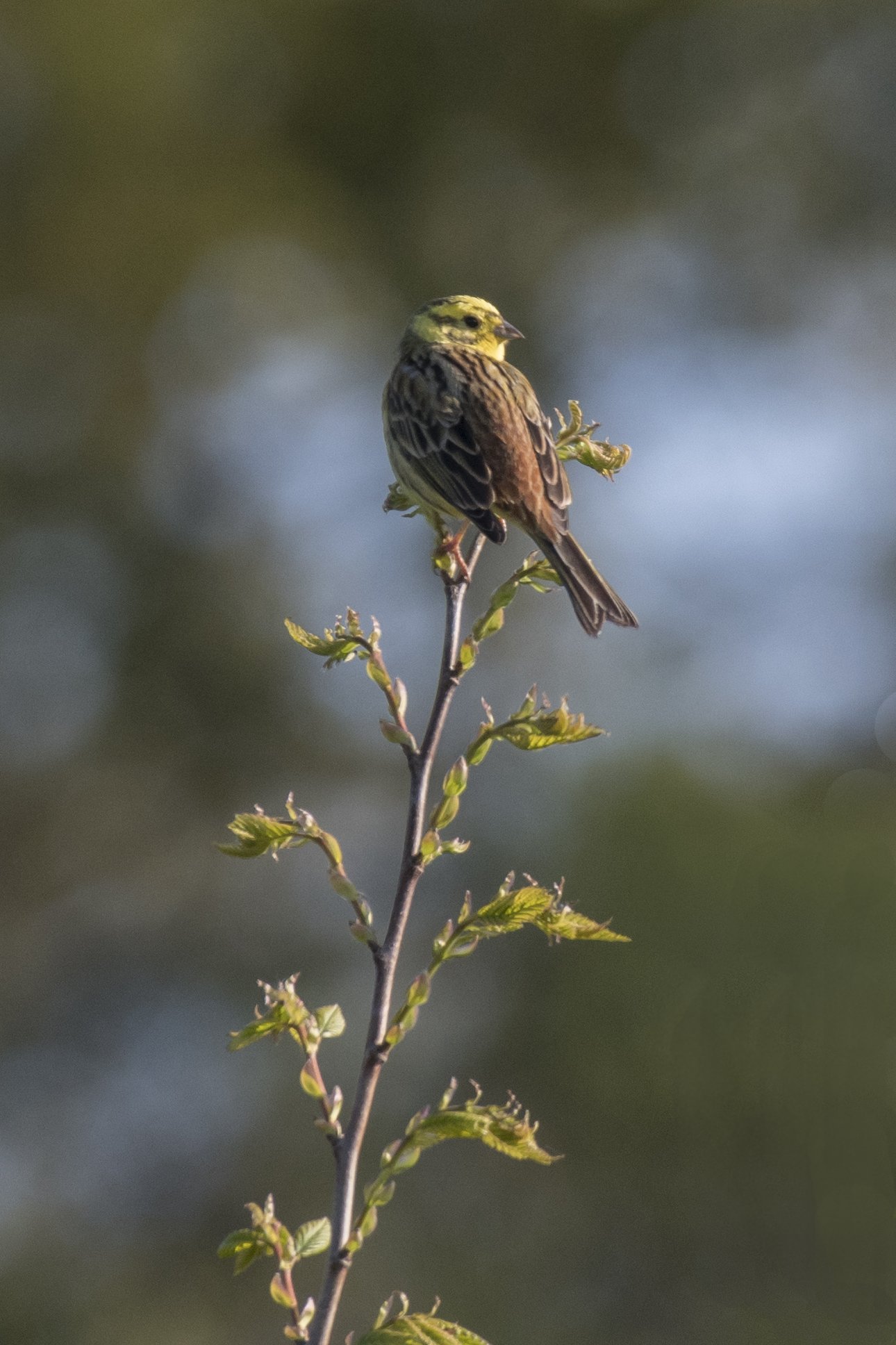 Spains Hall Estate Essex
