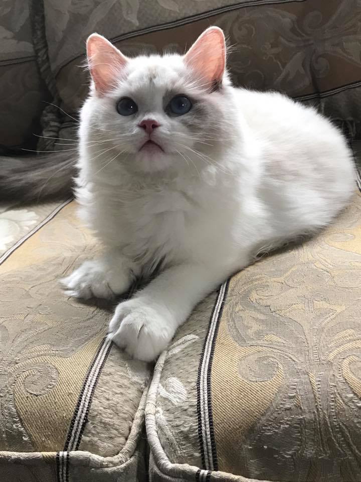 Marl Creek Ragdolls Cattery | Cat Breeder Ontario Canada