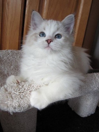 Marl Creek Ragdolls Cattery | Cat Breeder Ontario Canada