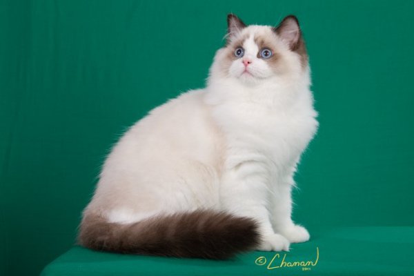 Marl Creek Ragdolls Cattery | Cat Breeder Ontario Canada