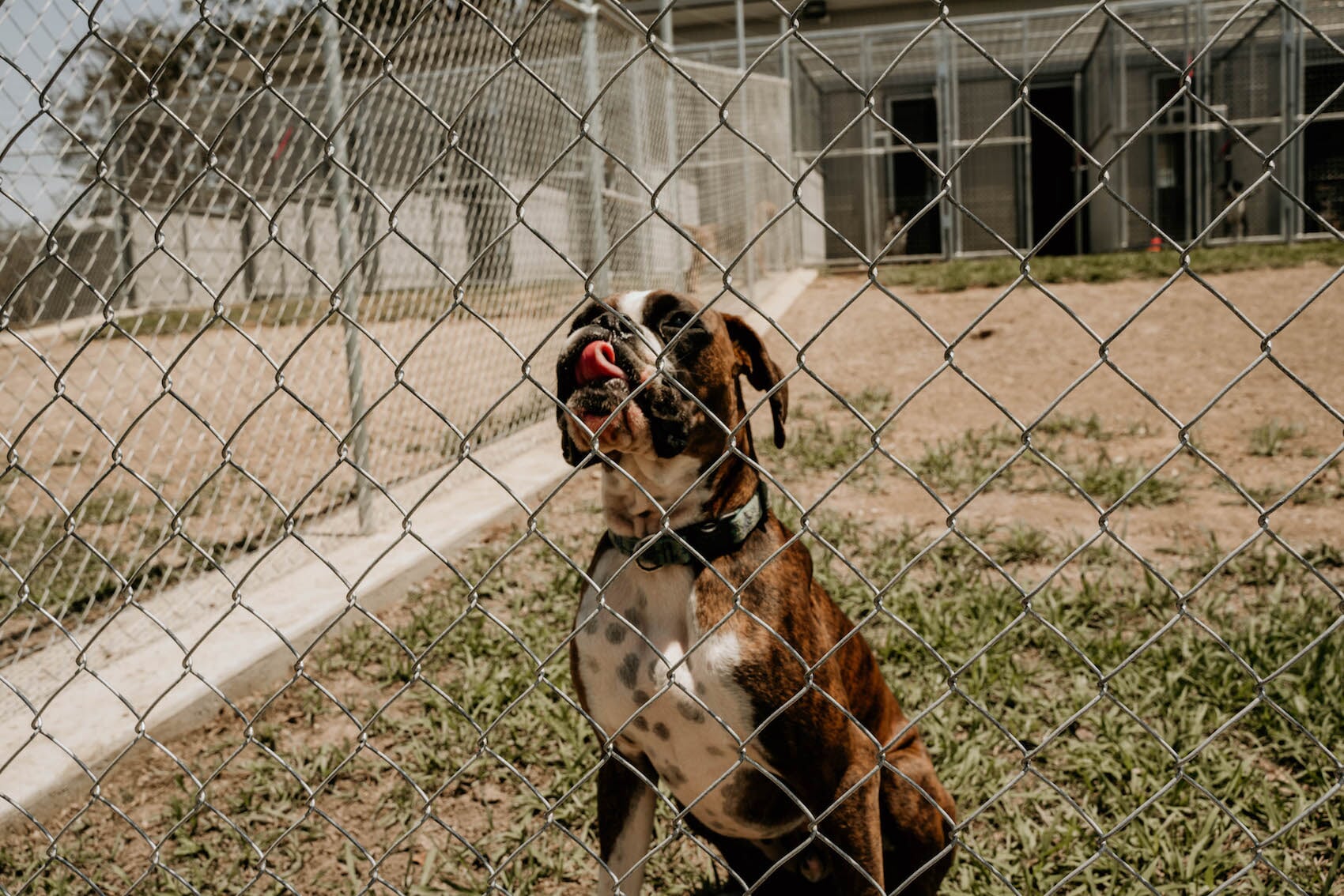 Gallery | Furhill Pet Boarding