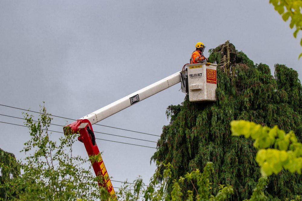 Progardening -Tree Removal, Crown Reduction - Ireland
