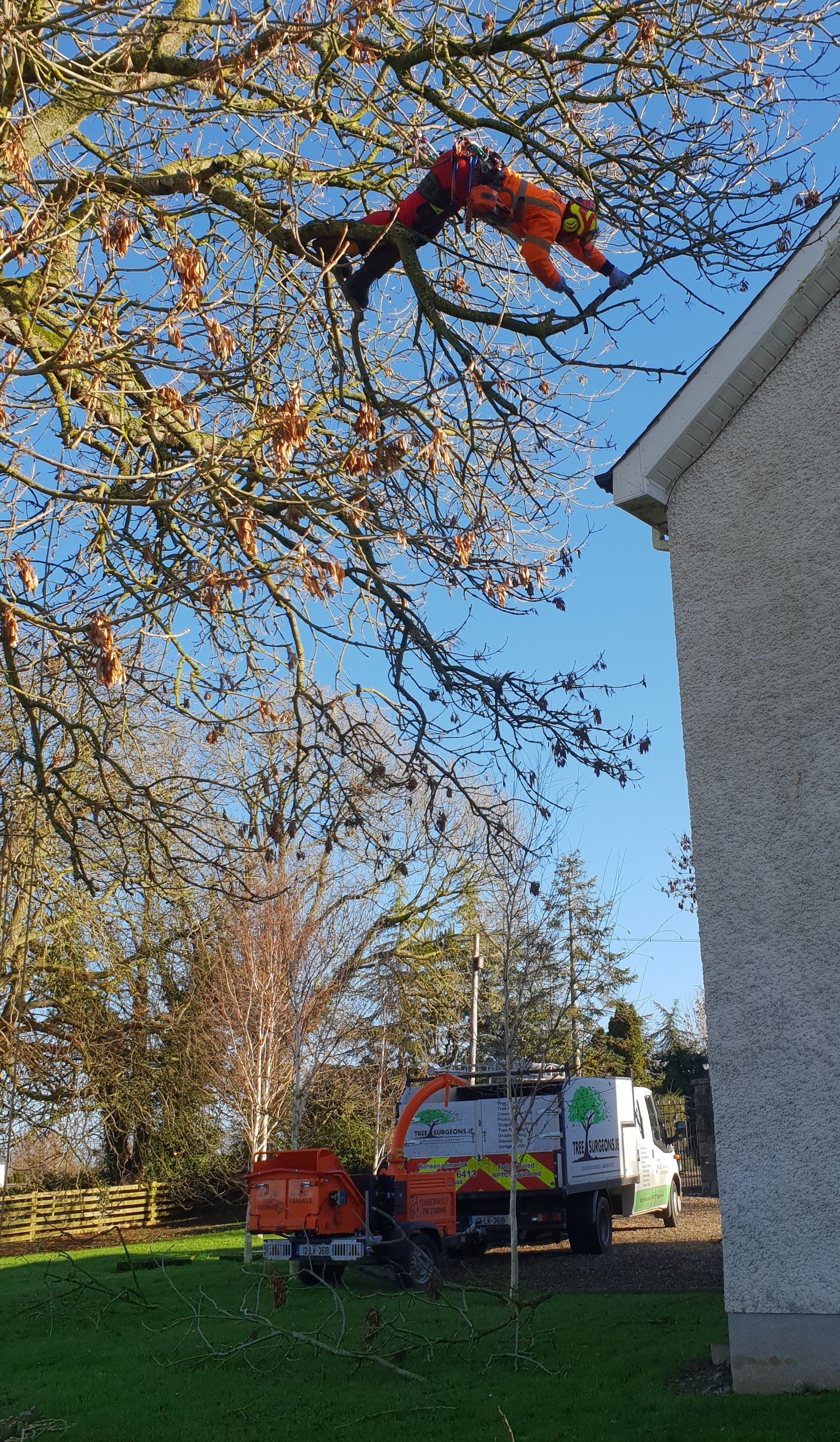 Progardening -Tree Removal, Crown Reduction - Ireland