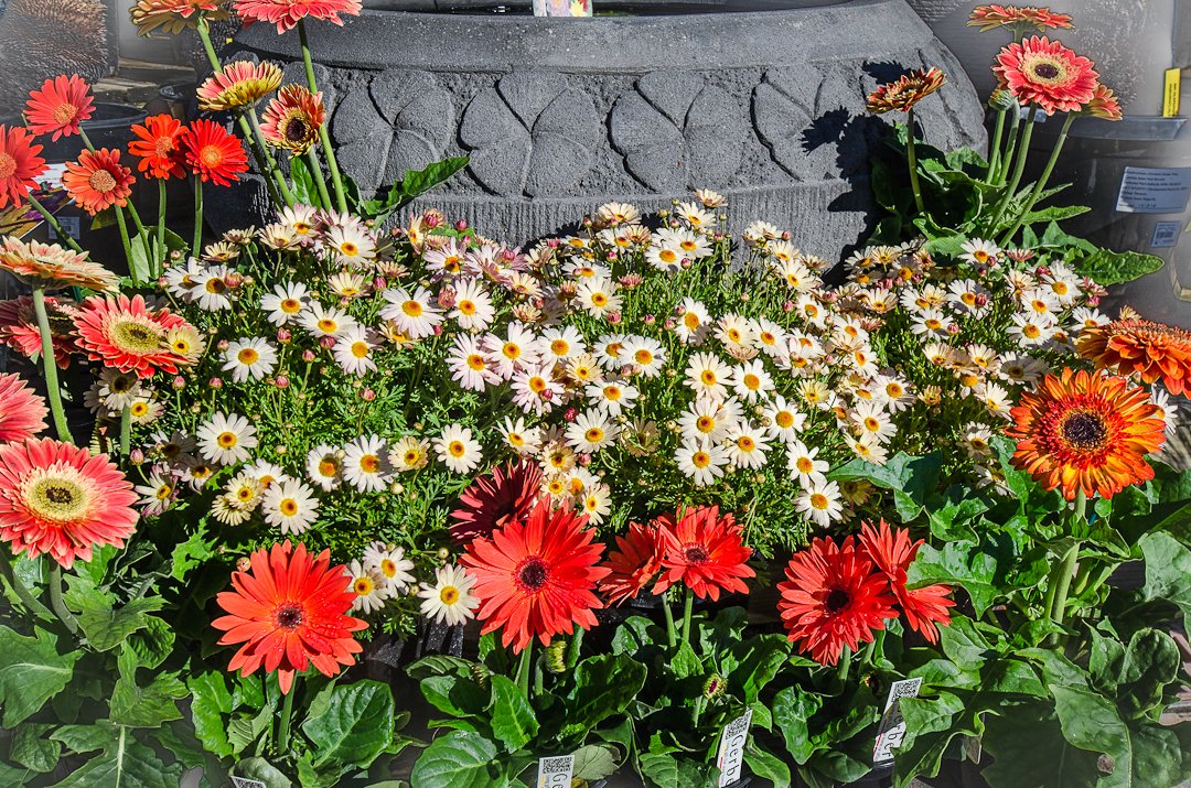 Gallery | Timbara Garden Centre