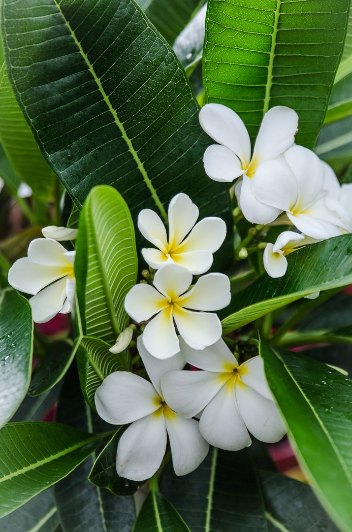 Garden Nursery & Shop in Redlands, QLD | Timbara Garden Centre