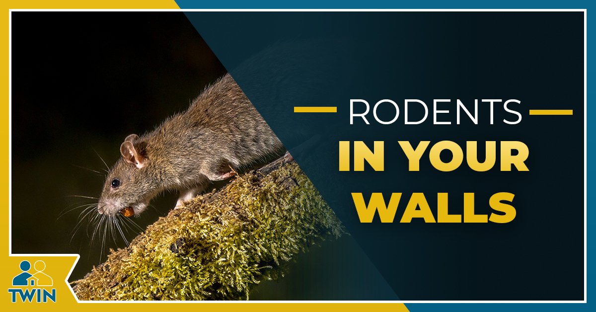 Rodents in Walls: What to Do?