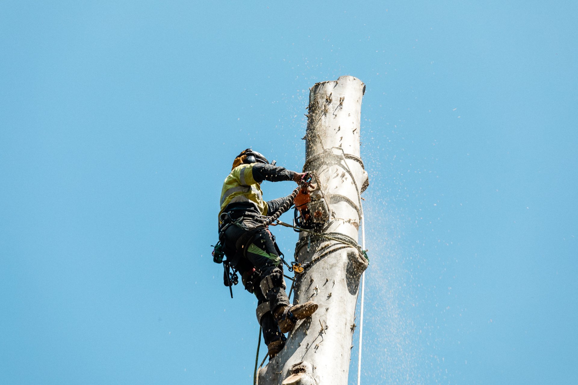 Trustworthy Tree Care in Brisbane & Surrounding Areas