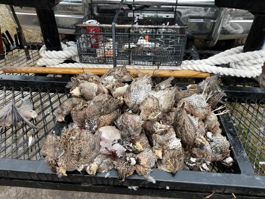 Mexico Quail Hunts & Lodge | Loma Colorada