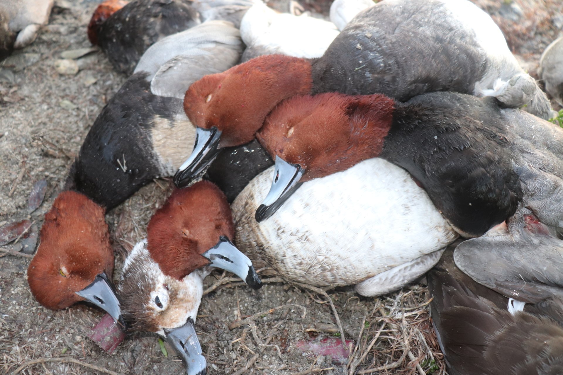 Mexico Duck Hunting Guide & Outfitter | Loma Colorada