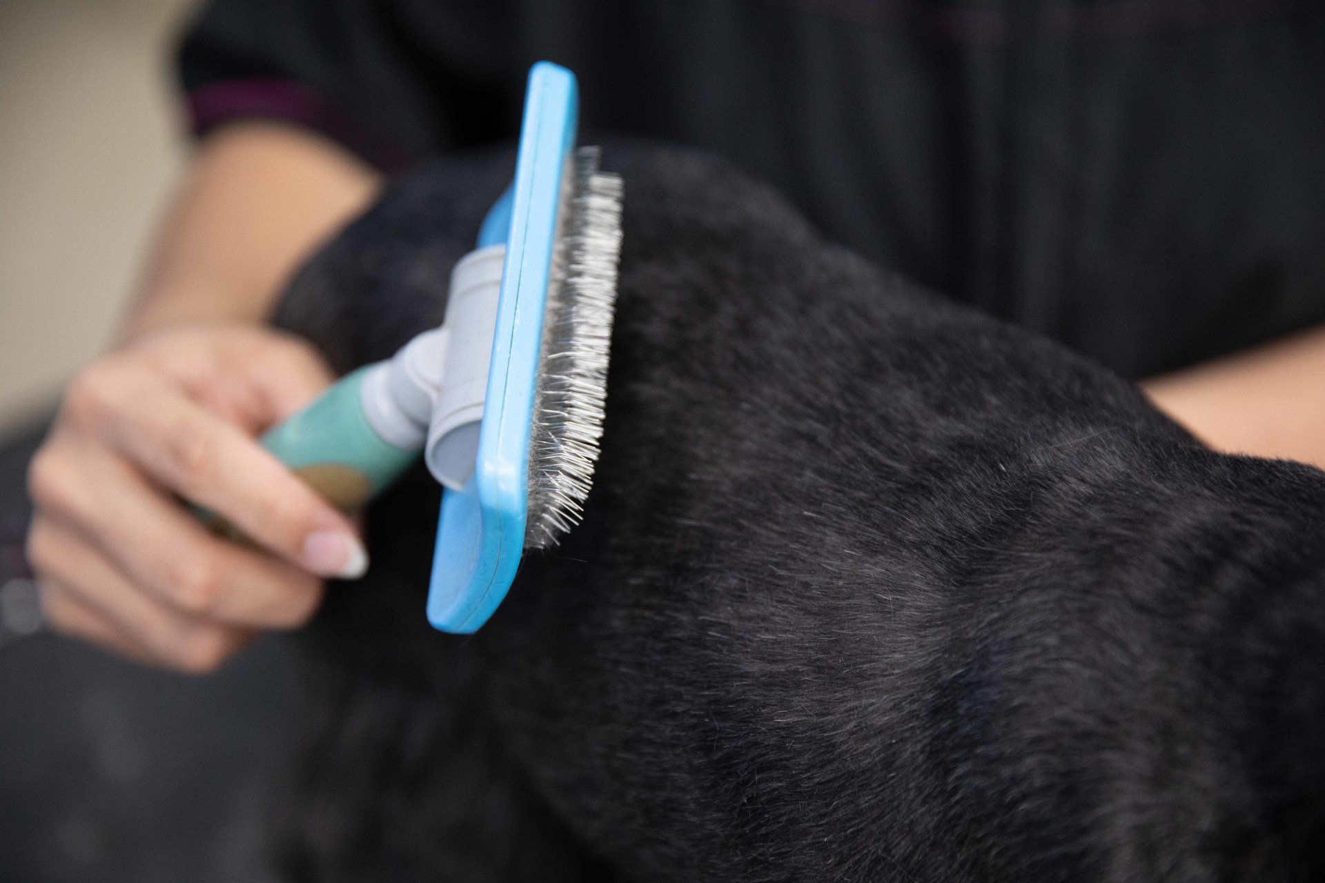 San Marcos CA - Pet Cuts: Cage Free Pet Grooming & Boarding