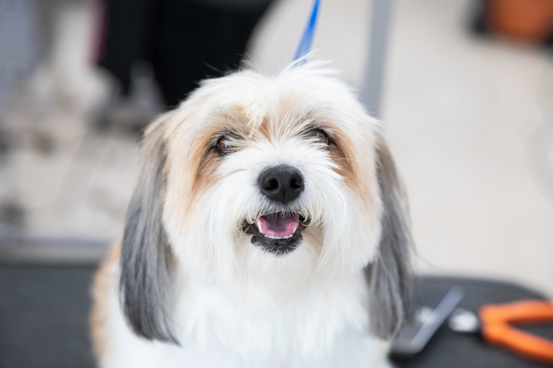 San Marcos CA - Pet Cuts: Cage Free Pet Grooming & Boarding