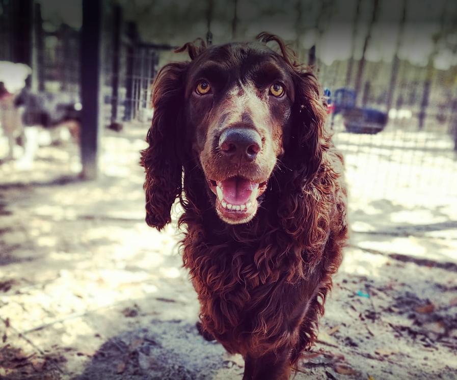 Dog Boarding in Valdosta Georgia | Southern Hound Club