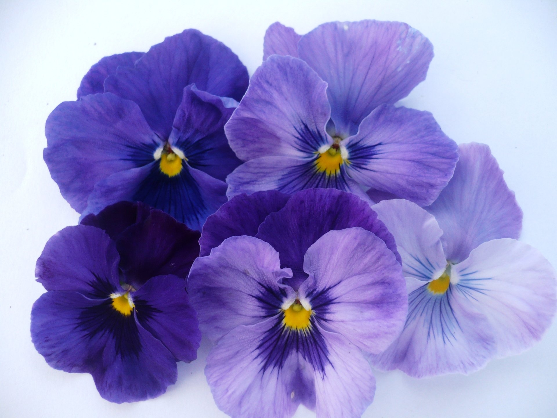 Viole e primule | Arzergrande, PD | Società Agricola Favero