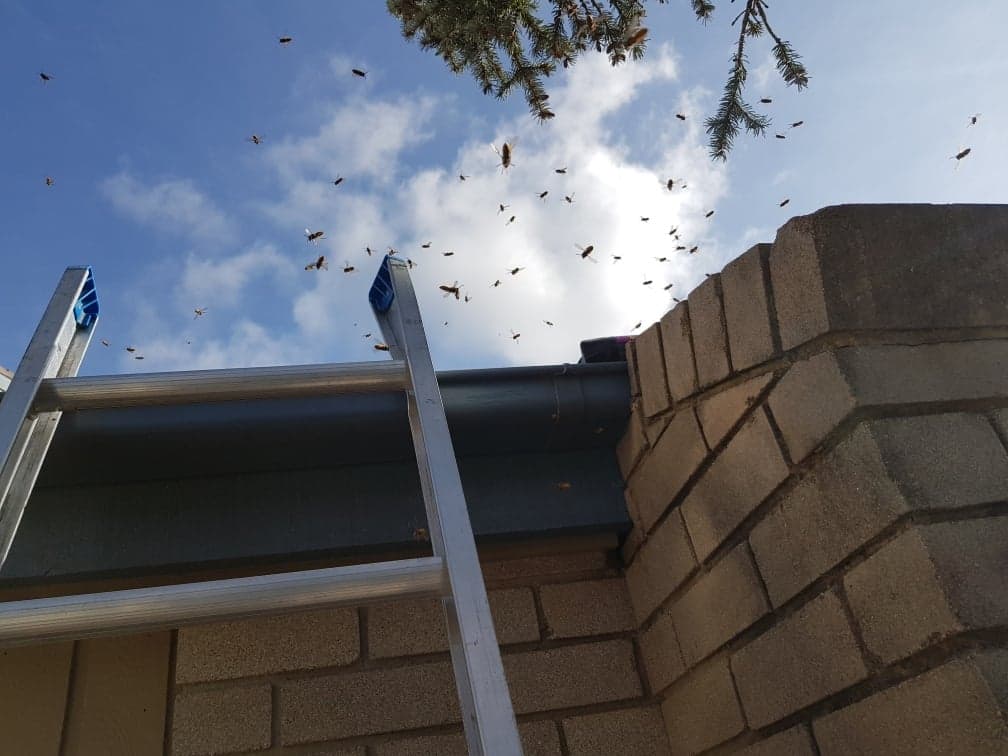 Wasps and Rodent | Dr Maks Pest Control