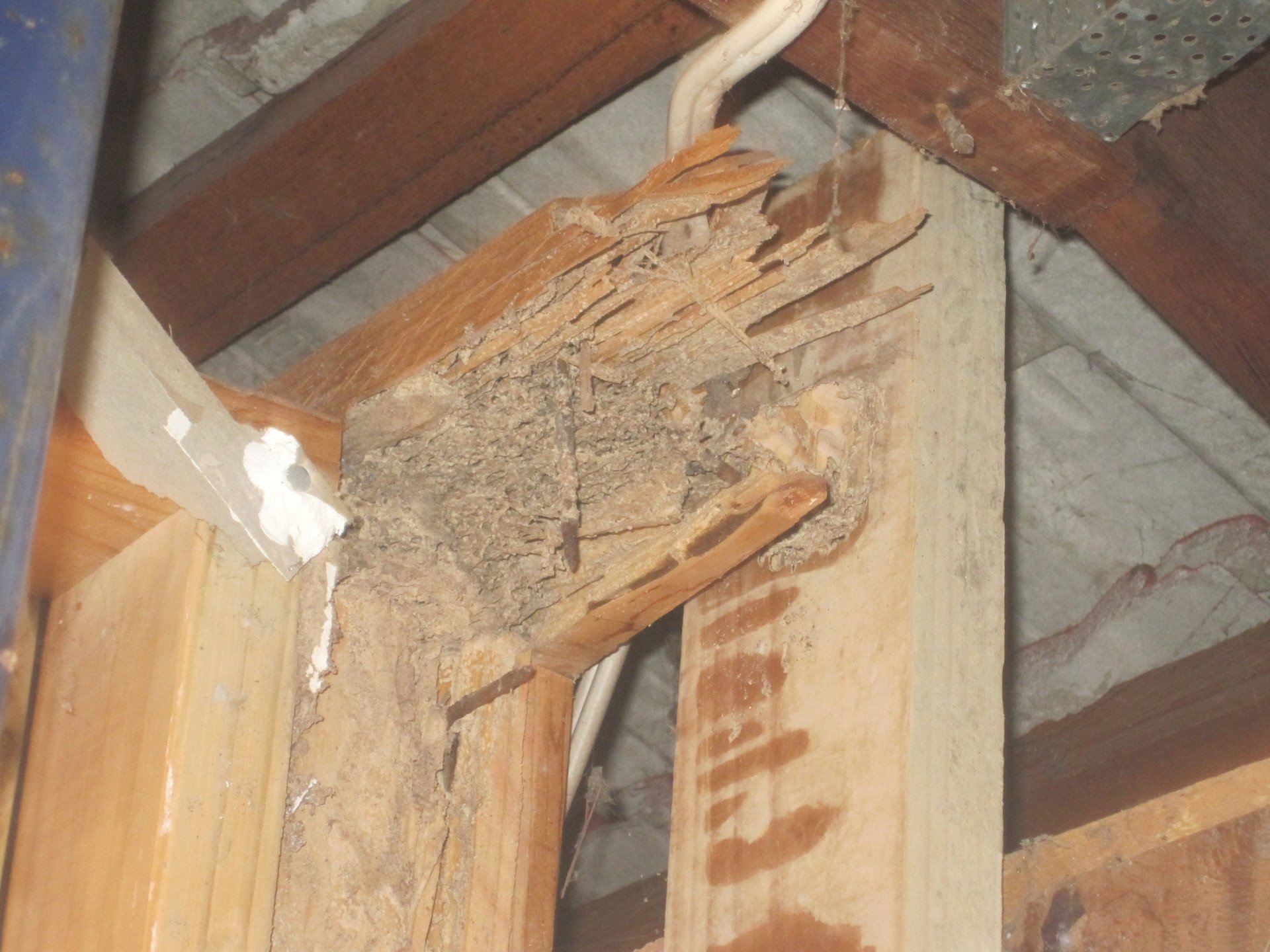 Spider and Termite | Dr Maks Pest Control