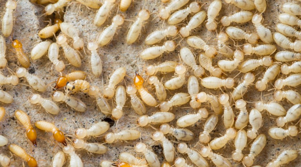 Spider and Termite | Dr Maks Pest Control