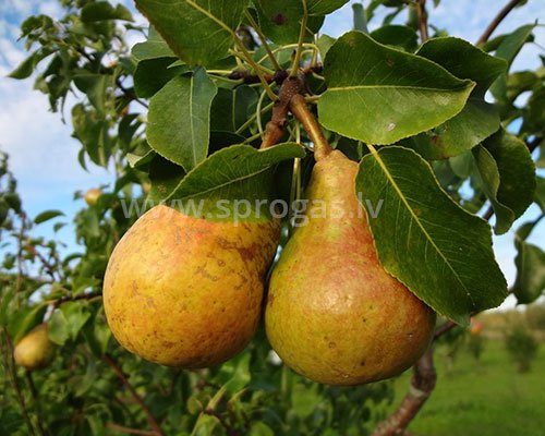 Augļu koku stādi | ZS Sprogas