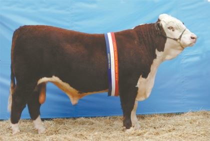 Hereford | Weetalabah Cattle Services