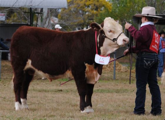 Gallery | Weetalabah Cattle Services