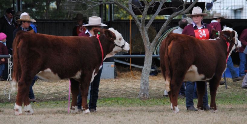 Gallery | Weetalabah Cattle Services