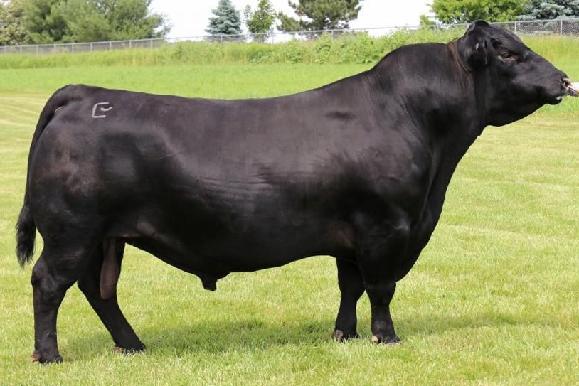 Eastern Plains Angus - BULL SALE - 4 August 2021.