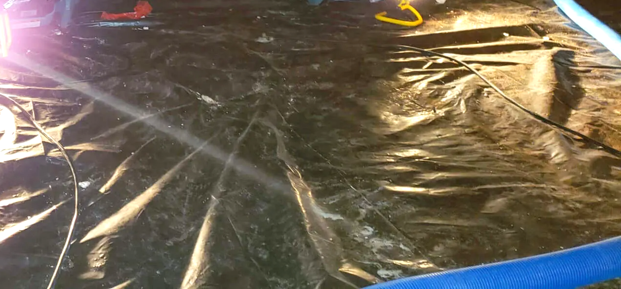 Pest Control | Elgin, SC | Bug Master