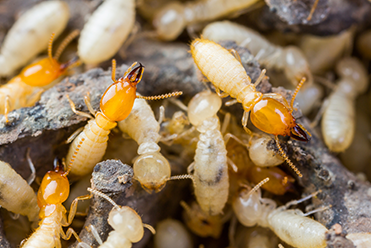 Pest Control | Elgin, SC | Bug Master