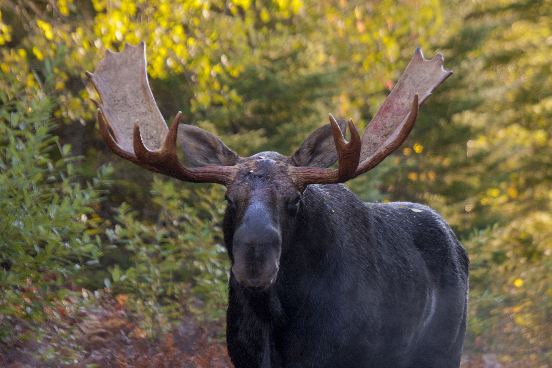 Ed DuRose Mammal Photos