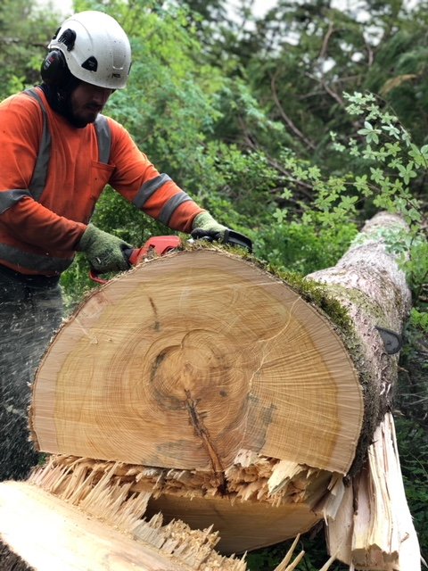 Tree Work in Anchorage, AK - Carlos Tree Service Inc