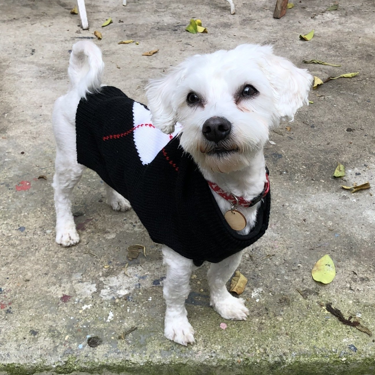 MaeDay Rescue | Los Angeles Dog Rescue