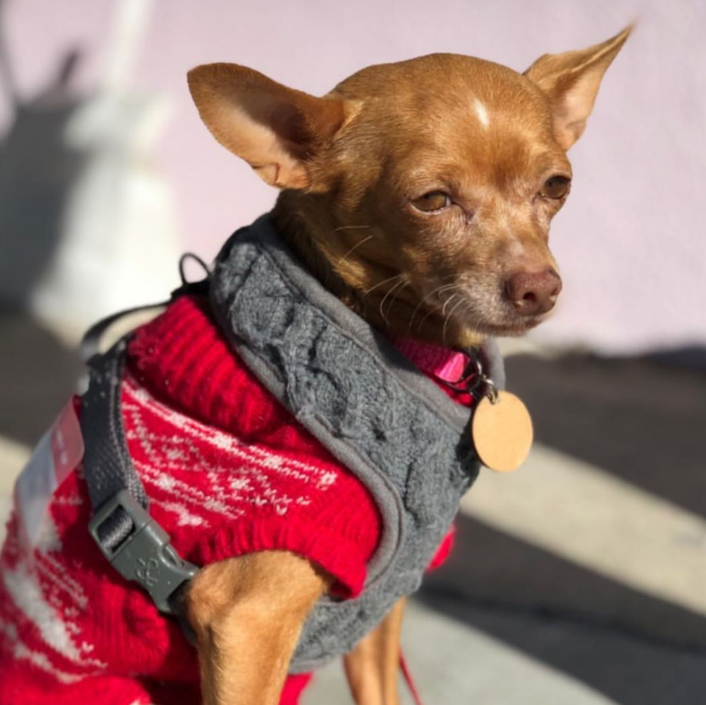 MaeDay Rescue | Los Angeles Dog Rescue