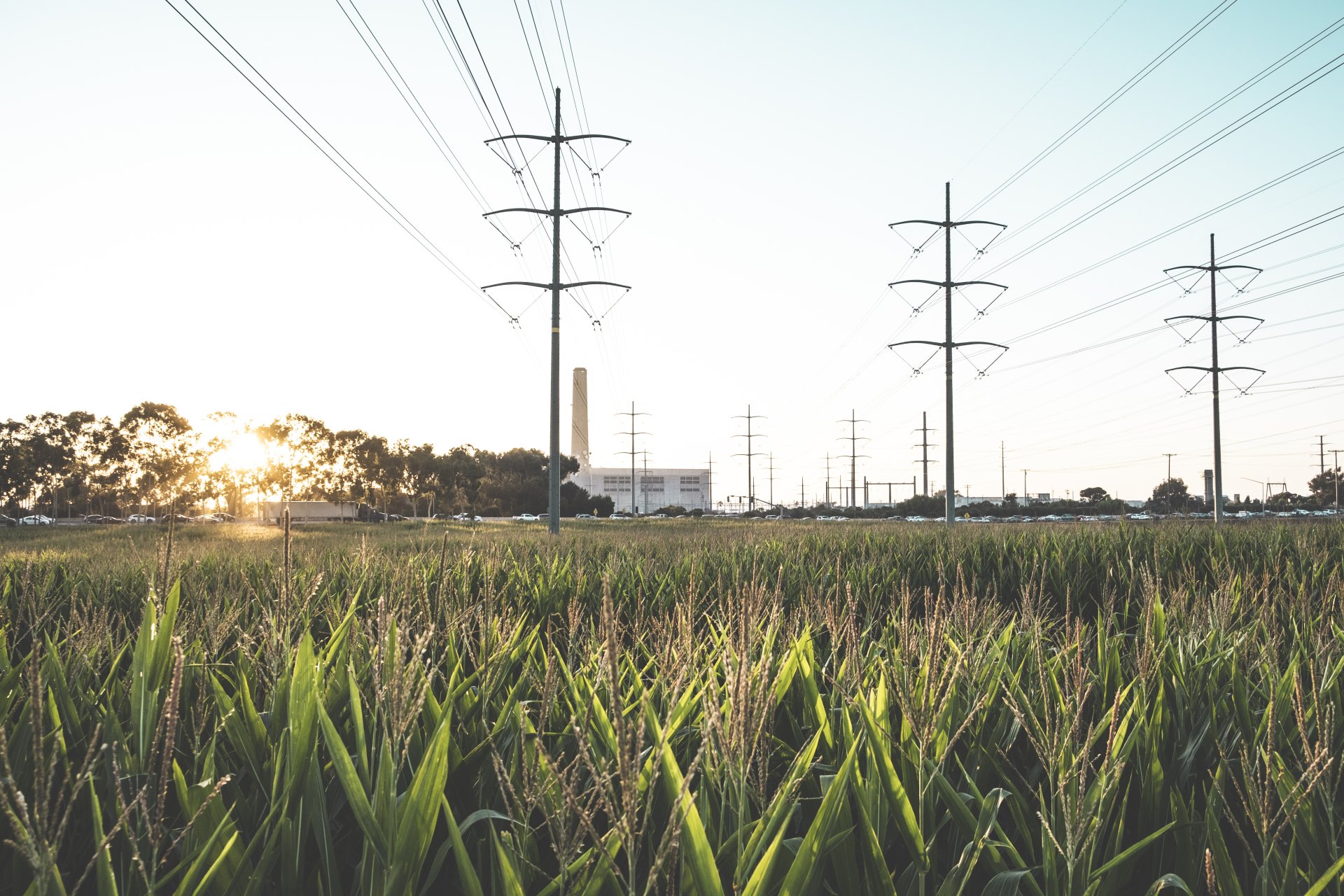Pumpkin Patch | Carlsbad Strawberry Company