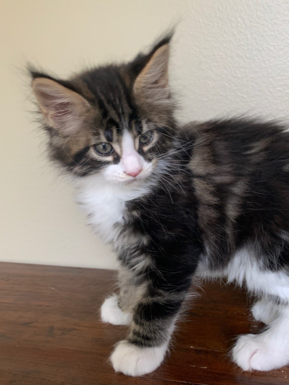 KonaKats Maine Coons | Registered Maine Coon Breeders | Houston, Texas