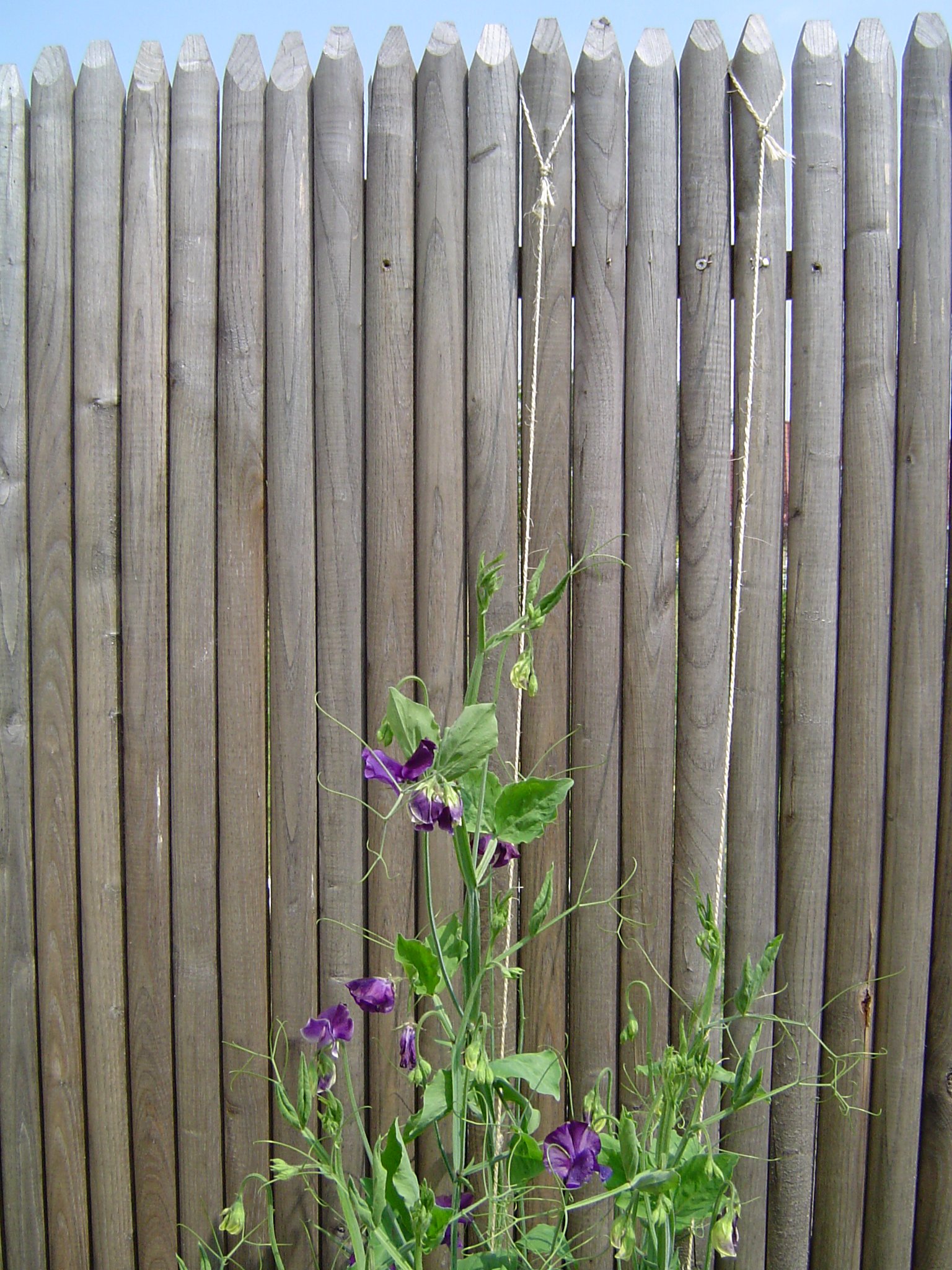 Chestnut wooden palisade | Woods Ambiance
