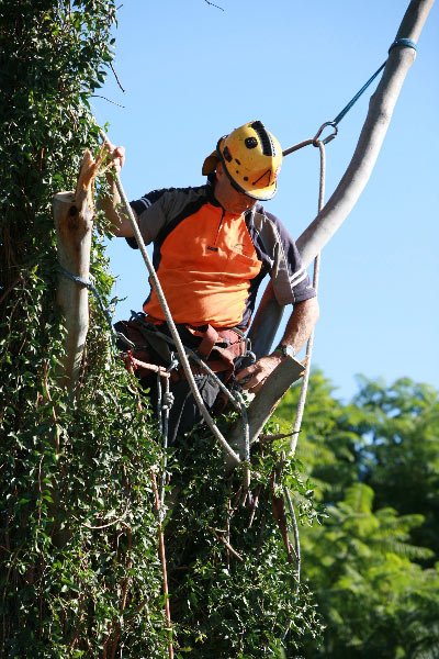 Arborist Work in Brisbane | Arborforce Tree Services