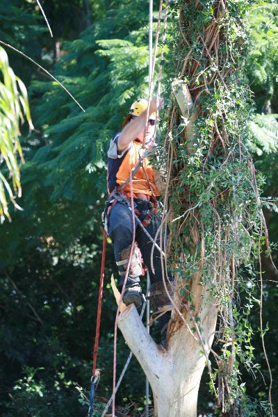 Arborist Work in Brisbane | Arborforce Tree Services