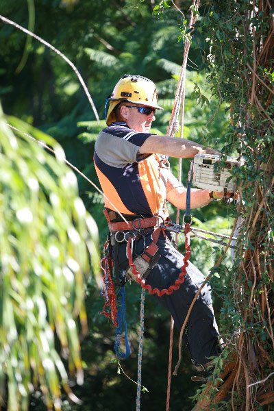 Arborist Work in Brisbane | Arborforce Tree Services