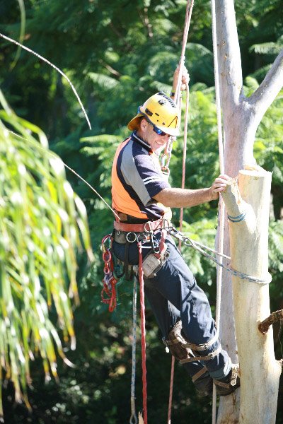 Arborist Work in Brisbane | Arborforce Tree Services