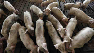 Piggery and Poultry Farms