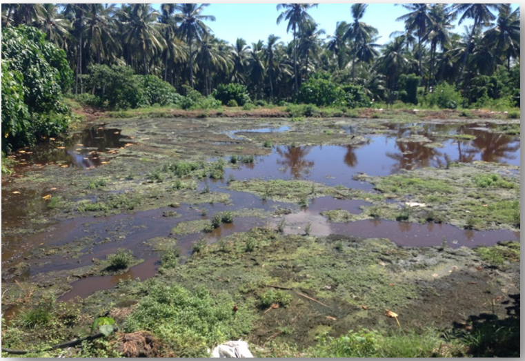 Piggery and Poultry Farms