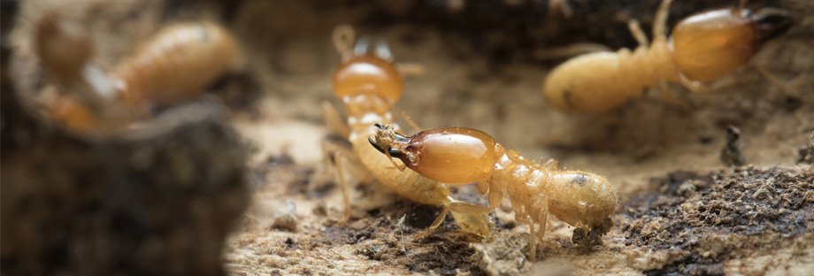 Termite Control in Windaroo | Impact Carpet Cleaning & Pest Control