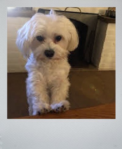 The New Inn at Send, food and drink at a traditional pub in Surrey