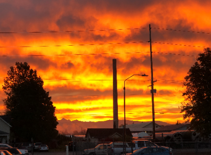 Pictures | Bellingham, WA | Environmental Pest Control