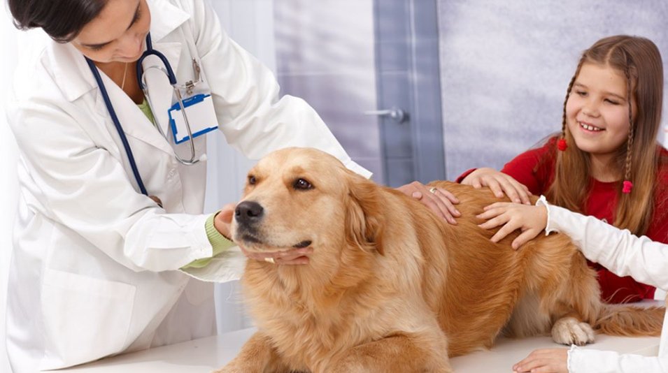 Clínica veterinaria en Medellín con Caninos y Felinos Poblado S.A.S.