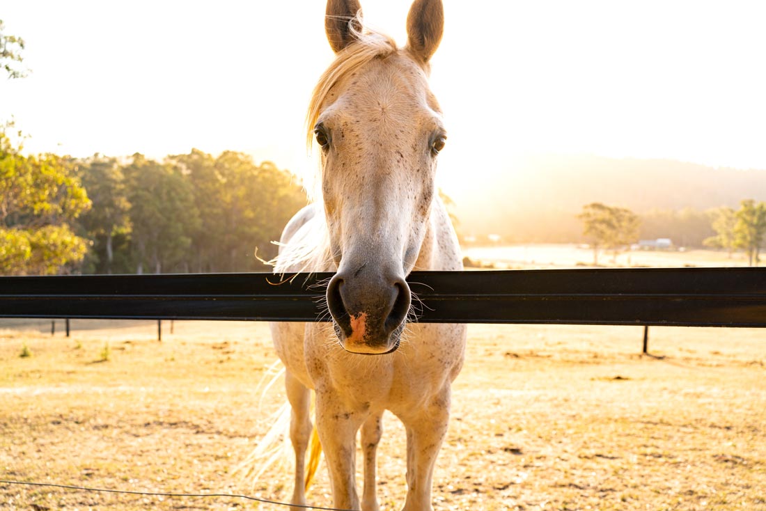 Australian Horse Adventures