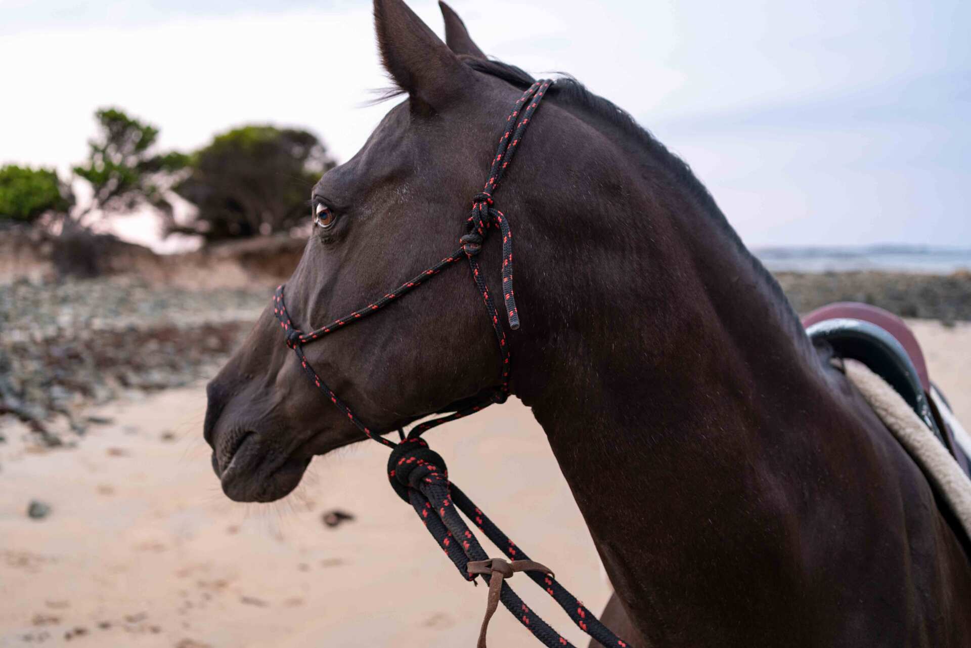 Australian Horse Adventures