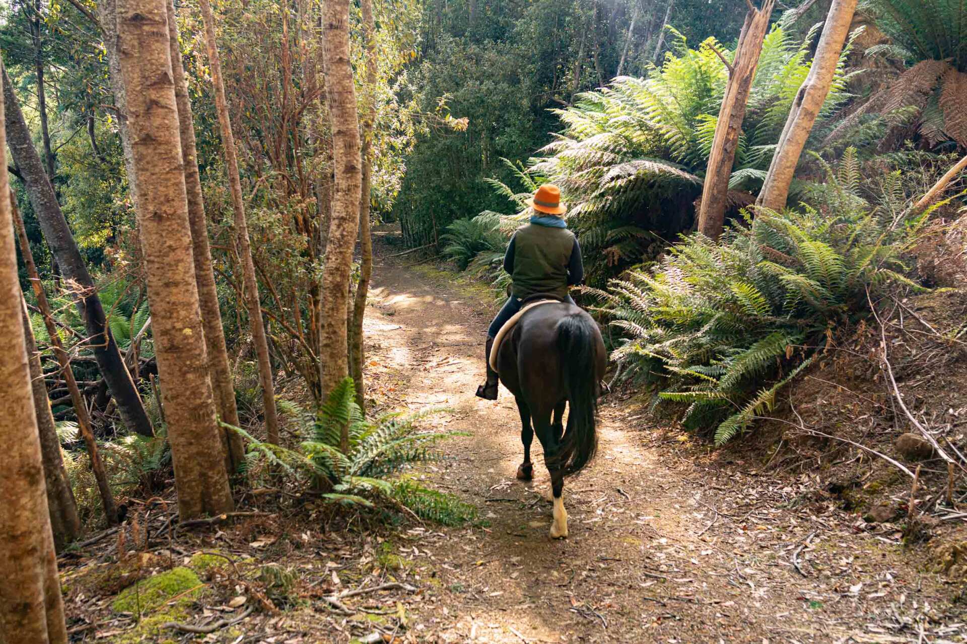Our Rides | Australian Horse Adventures