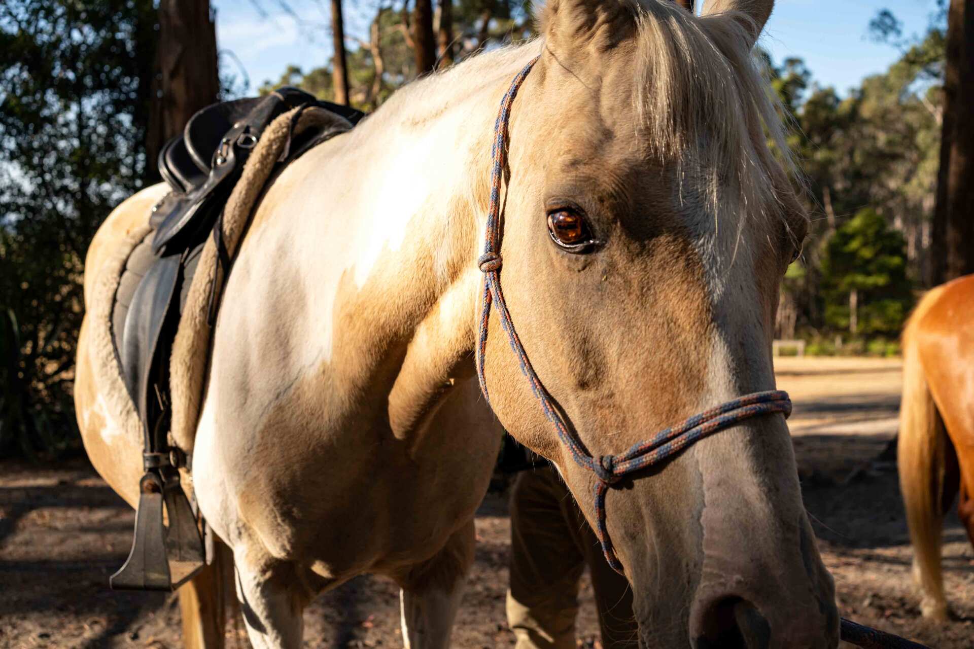 Australian Horse Adventures
