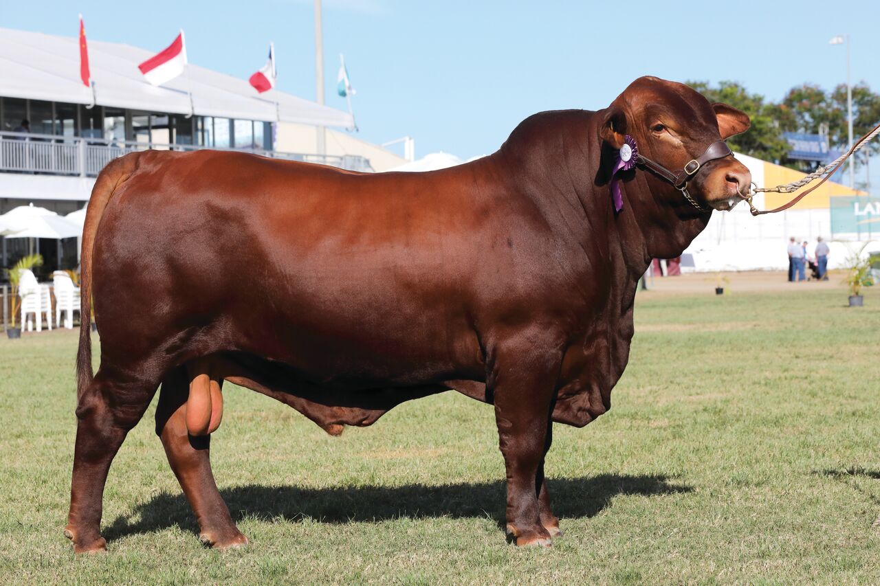 Redline Brangus - Eidsvold, QLD - Home