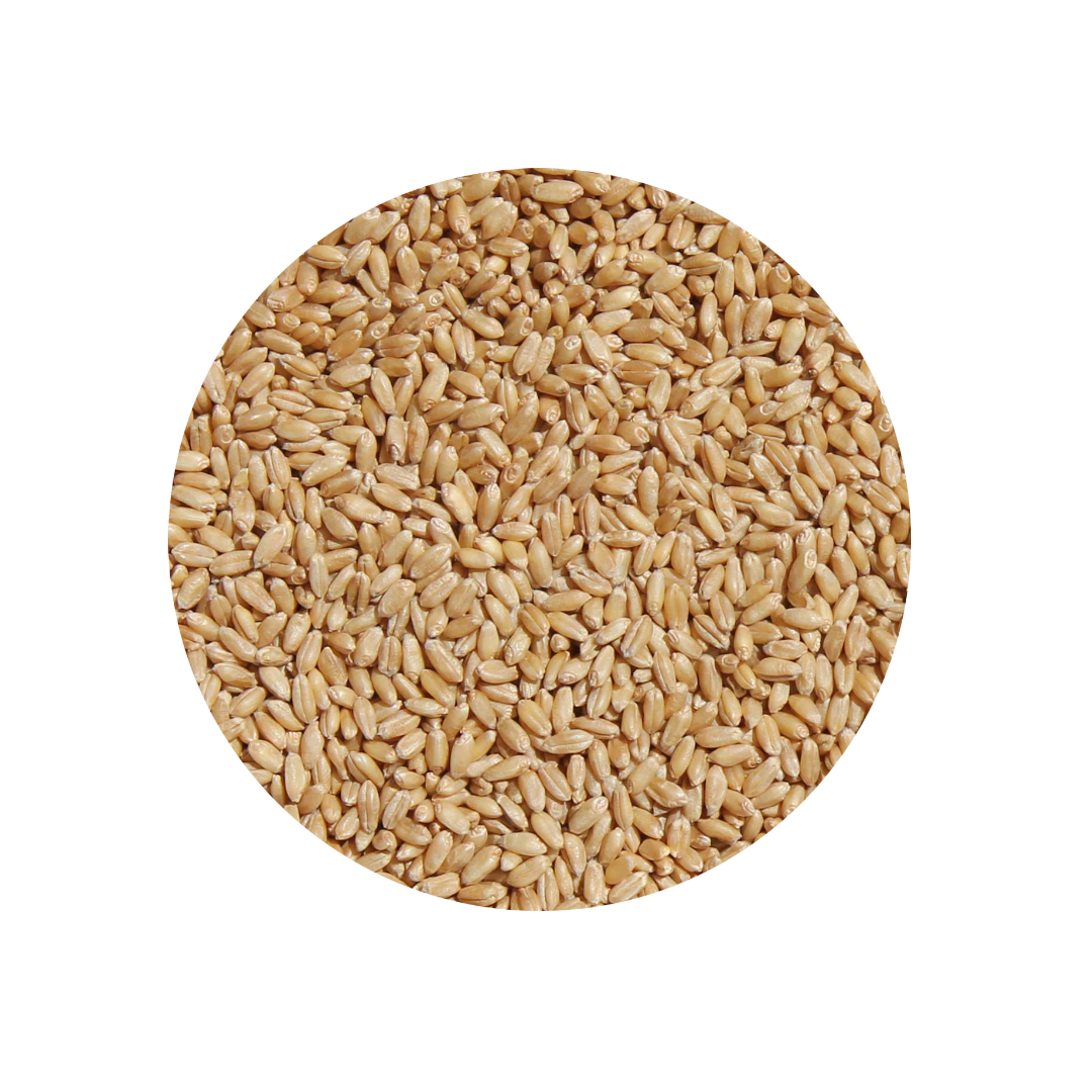 Home [www.newcograin.com]